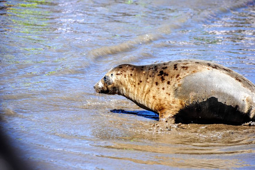 7 Wonderful Wildlife Spots in Ireland - Wilderness Ireland