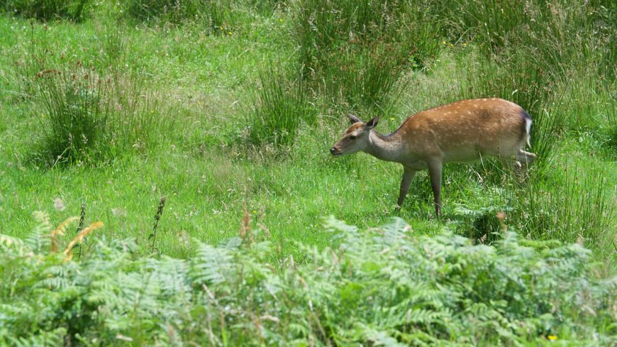 7 Wonderful Wildlife Spots in Ireland - Wilderness Ireland
