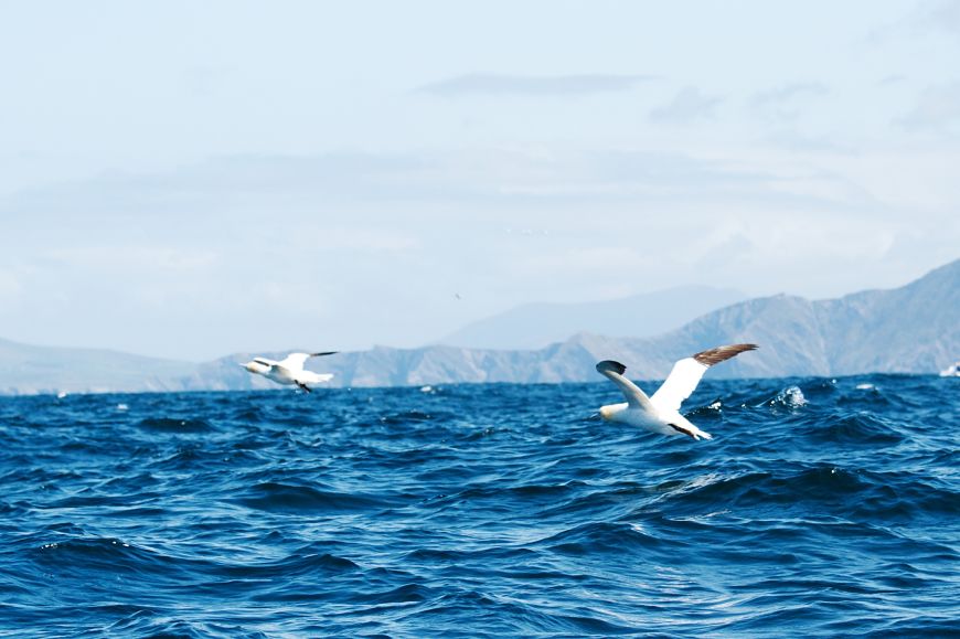 7 Wonderful Wildlife Spots in Ireland - Wilderness Ireland