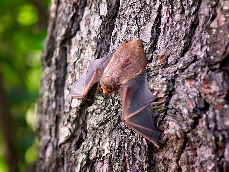Irish Wildlife: Spotting Bats in Ireland