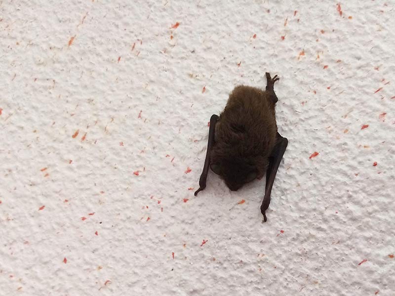 Irish Wildlife: Spotting Bats in Ireland