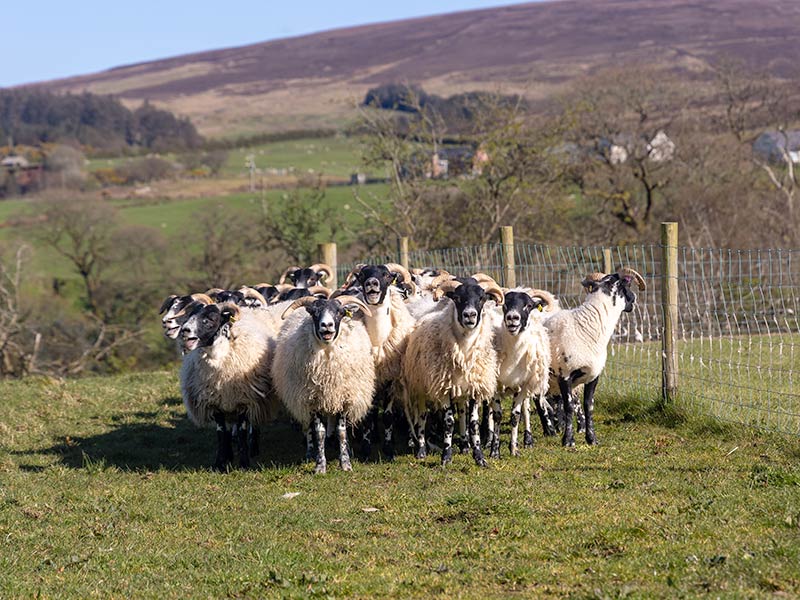 The Art of Hill Sheep Farming on Ireland’s West Coast - Wilderness Ireland
