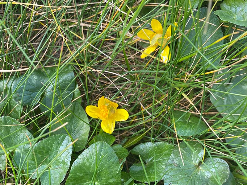 Irish Wildflowers By Month - Wilderness Ireland