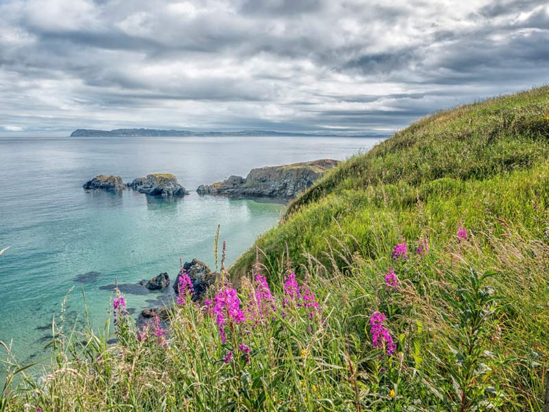 Irish Wildflowers By Month - Wilderness Ireland