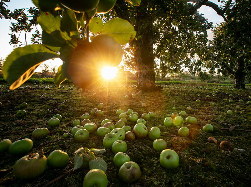 Where to Visit Ireland in Autumn | Wilderness Ireland