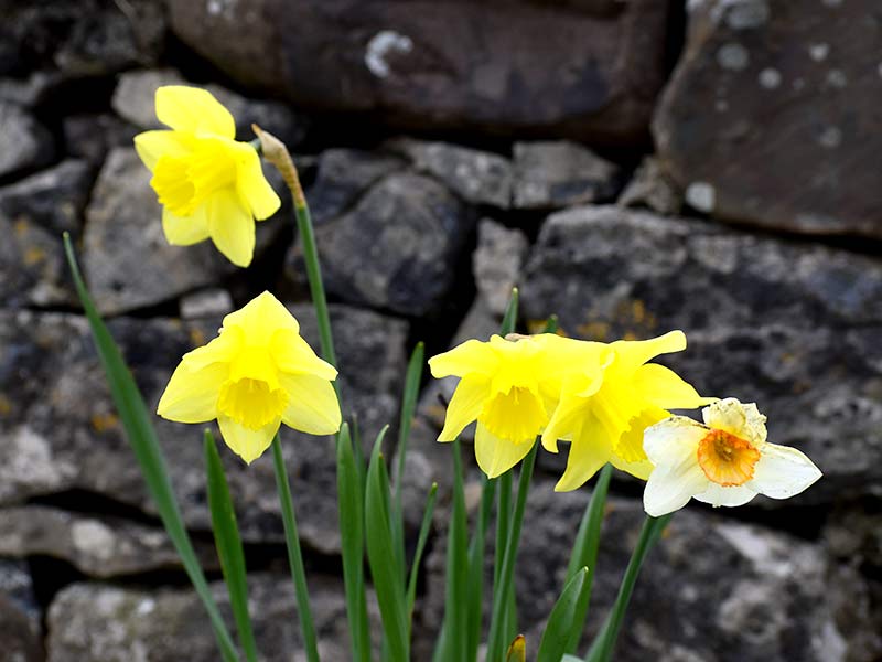 Irish Wildflowers By Month - Wilderness Ireland