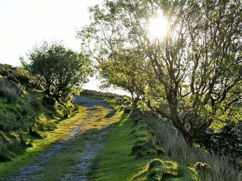 Fairies Ireland | Irish Myth, Legend & Folklore Series | Wilderness Ireland