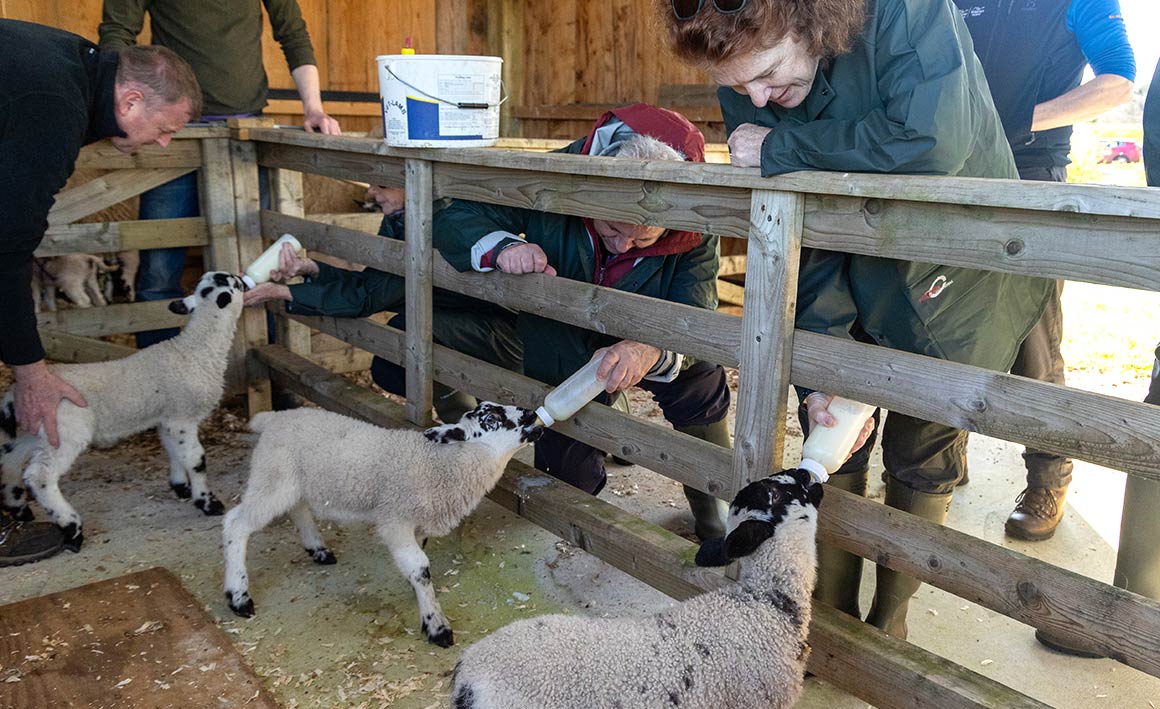 The Art of Hill Sheep Farming on Ireland’s West Coast - Wilderness Ireland