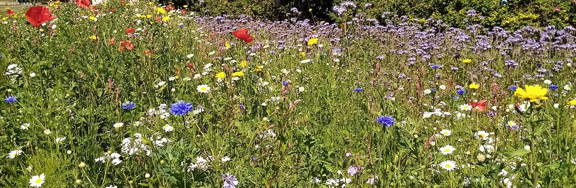 Irish Wildflowers By Month - Wilderness Ireland