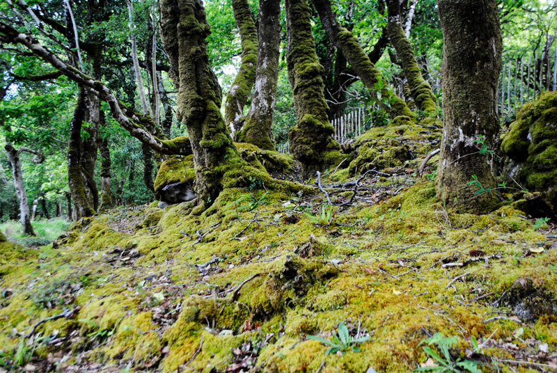 Native Trees of Ireland & Ogham Language - Wilderness Ireland