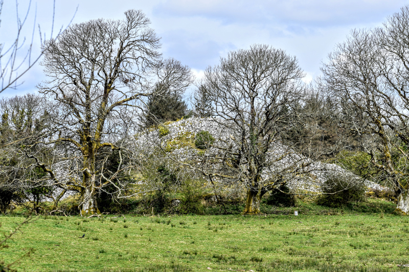 Neolithic Ireland | Carrowkeel & Knocknara in Sligo | Wilderness Ireland