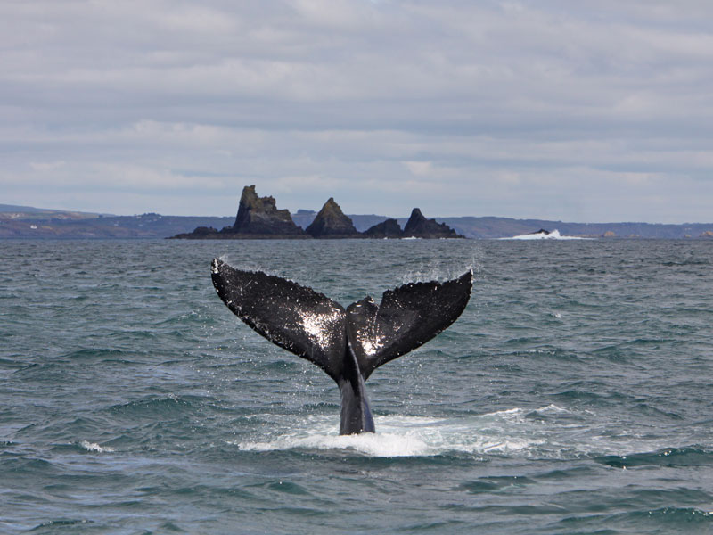 Ireland's Marine and Coastal Wildlife | Wilderness Ireland