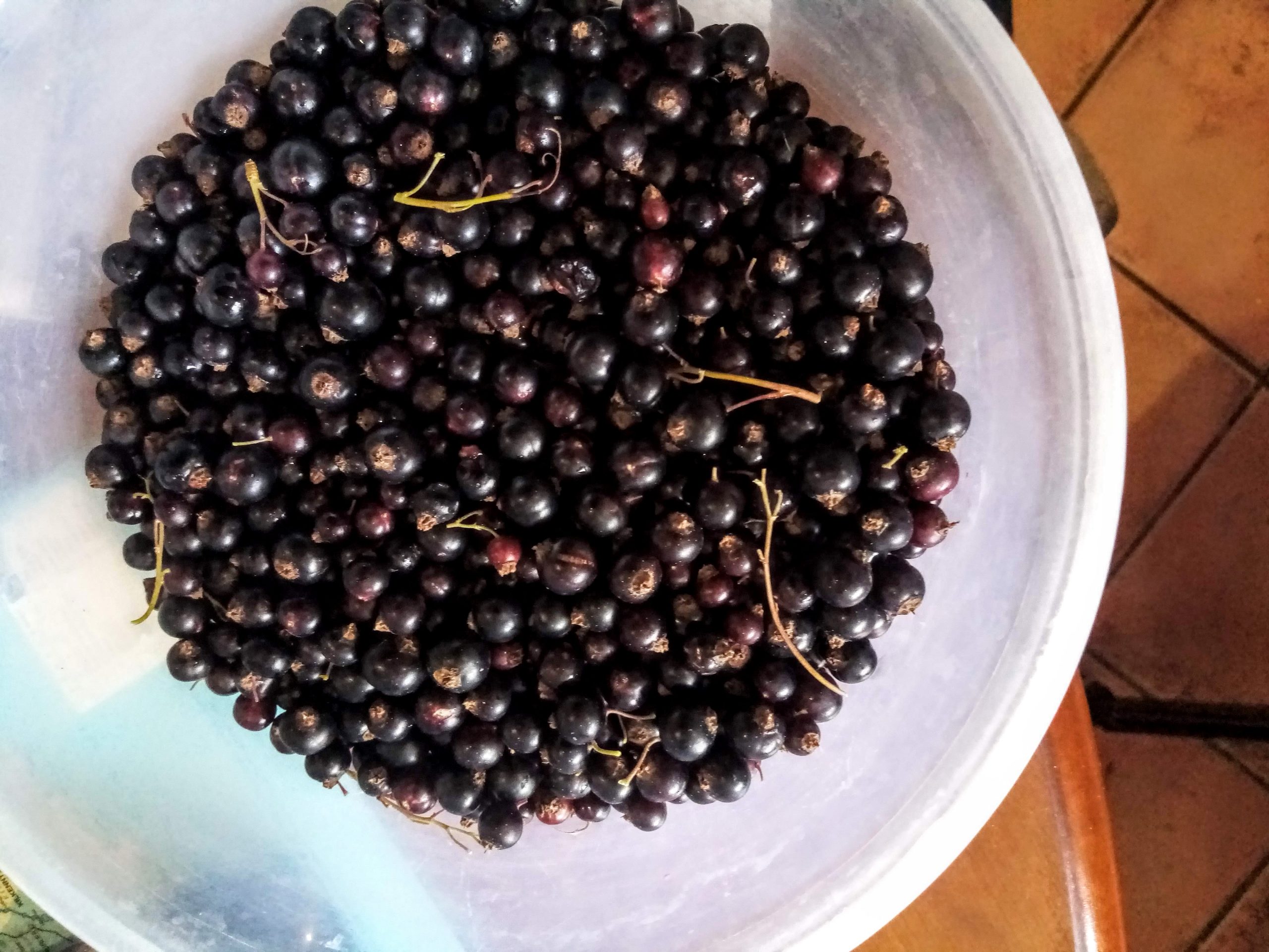 Wild Foraging Plants in Ireland - Wilderness Ireland