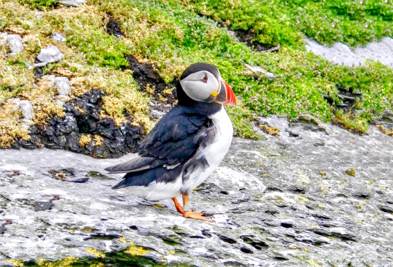 Puffins of Ireland - All You Need to Know - Wilderness Ireland