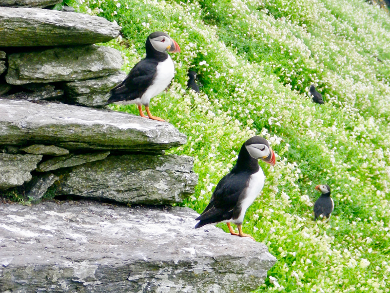 Puffins of Ireland - All You Need to Know - Wilderness Ireland