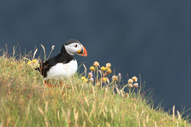 Puffins of Ireland - All You Need to Know - Wilderness Ireland
