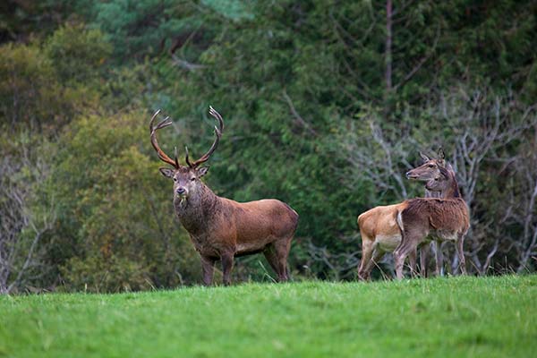Spotting Deer in Ireland - Wilderness Ireland