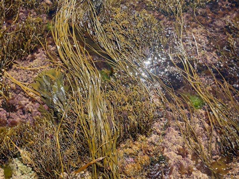 Coastal and Seaweed Foraging in Ireland - Wilderness Ireland