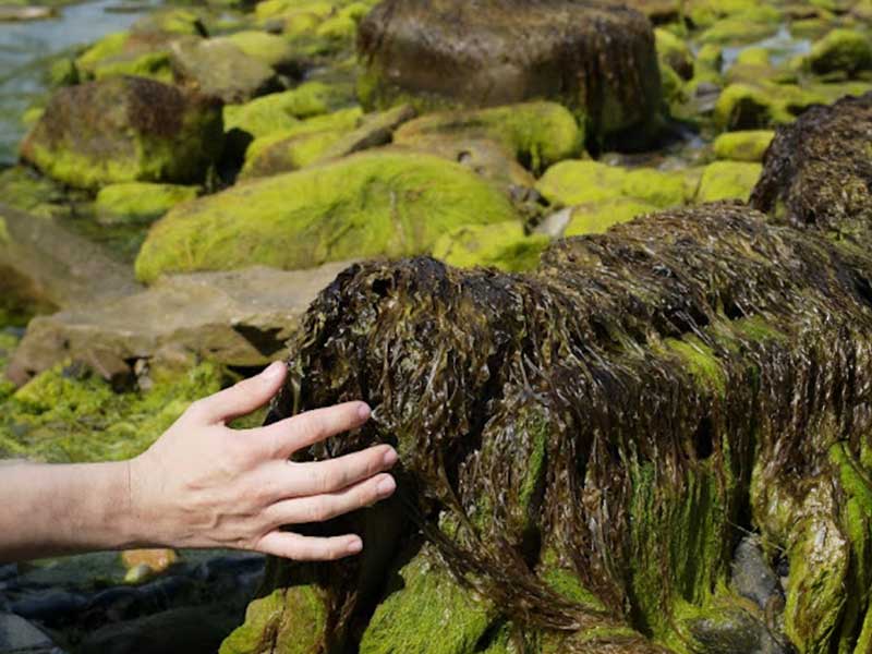 Coastal and Seaweed Foraging in Ireland - Wilderness Ireland