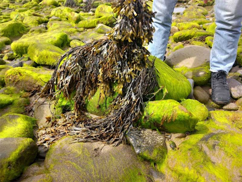 Coastal and Seaweed Foraging in Ireland - Wilderness Ireland