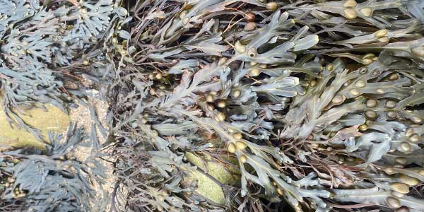 Coastal and Seaweed Foraging in Ireland - Wilderness Ireland