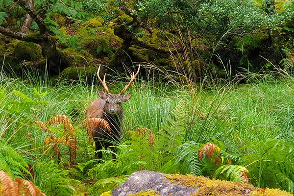 Spotting Deer in Ireland - Wilderness Ireland