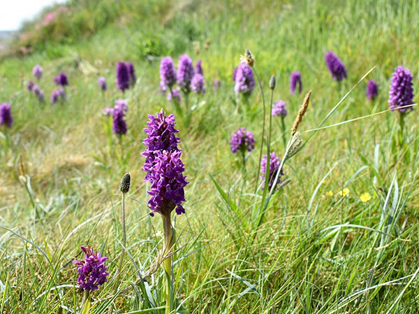 Irish Wildflowers By Month - Wilderness Ireland