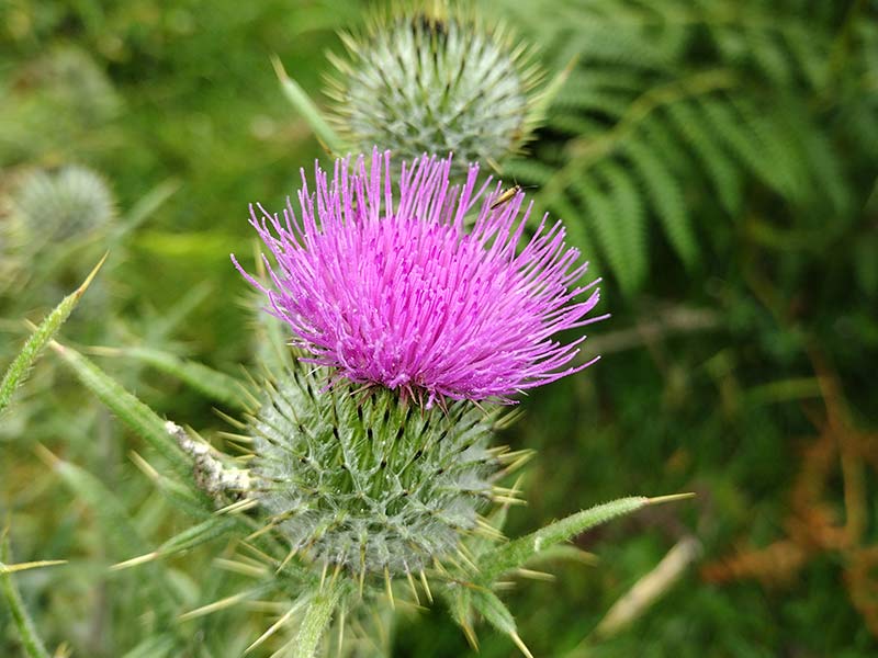 Irish Wildflowers By Month - Wilderness Ireland