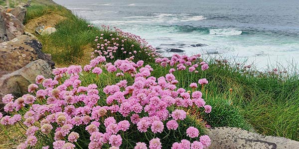 Wildlife Tours: What to Expect - Wilderness Ireland