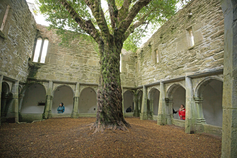 Native Trees of Ireland & Ogham Language - Wilderness Ireland