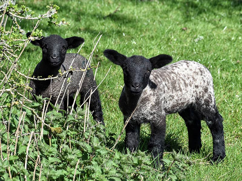 The Art of Hill Sheep Farming on Ireland’s West Coast - Wilderness Ireland
