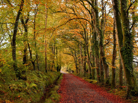 Autumn in Ireland | Seasonal Guide | Wilderness Ireland