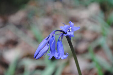 Spring in Ireland | All you need to know | Wilderness Ireland