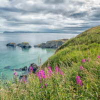 Irish Wildflowers By Month - Wilderness Ireland