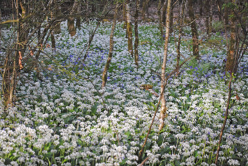 Spring in Ireland | All you need to know | Wilderness Ireland
