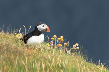 Spring in Ireland | All you need to know | Wilderness Ireland
