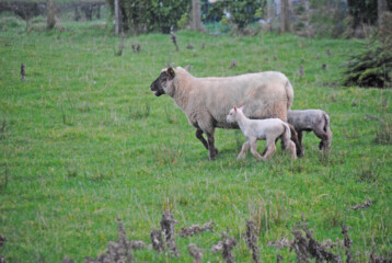 Spring in Ireland | All you need to know | Wilderness Ireland