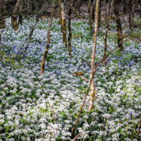 Irish Wildflowers By Month - Wilderness Ireland