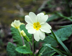Spring in Ireland | All you need to know | Wilderness Ireland