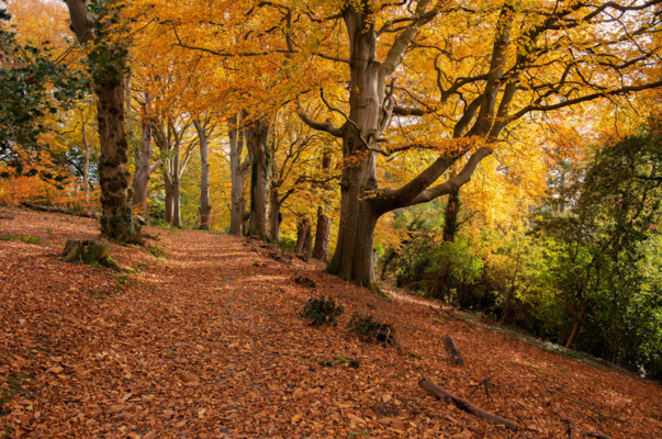 Autumn in Ireland | Seasonal Guide | Wilderness Ireland