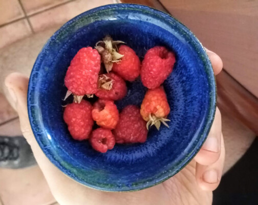 Wild Foraging Plants in Ireland - Wilderness Ireland