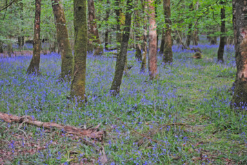 Spring in Ireland | All you need to know | Wilderness Ireland