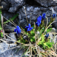 Irish Wildflowers By Month - Wilderness Ireland