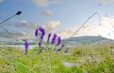 Spring in Ireland | All you need to know | Wilderness Ireland