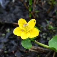 Irish Wildflowers By Month - Wilderness Ireland