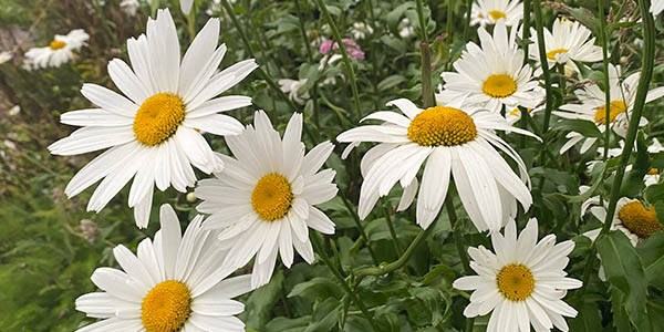 Incredible Wildflowers of the Burren - Wilderness Ireland