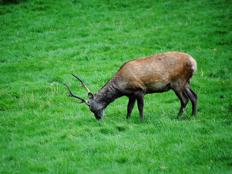 Spotting Deer in Ireland - Wilderness Ireland