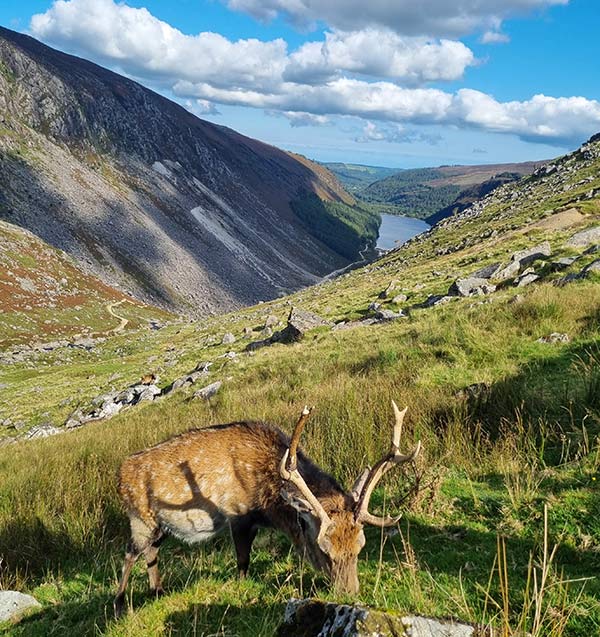 Spotting Deer in Ireland - Wilderness Ireland