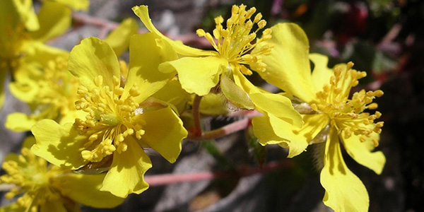 Incredible Wildflowers of the Burren - Wilderness Ireland