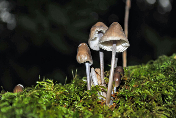 Private Travel: Foodie Tour of Ireland | Wilderness Ireland